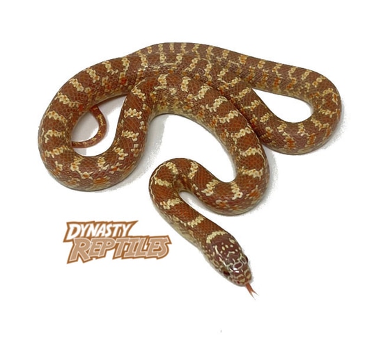 T- Albino Florida King Florida Kingsnake by Dynasty Reptiles