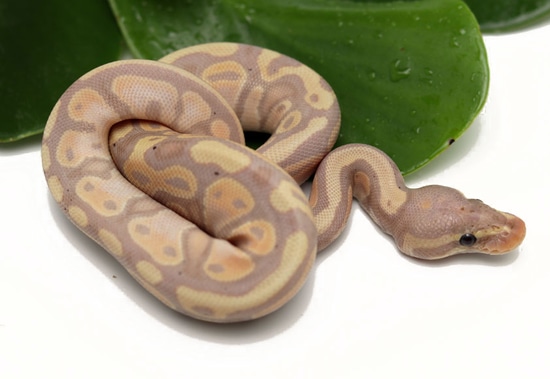 Banana Het Pied Ball Python by Dynasty Reptiles