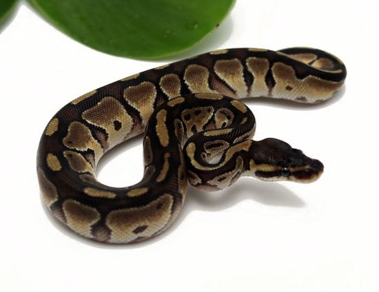 Bongo Enchi Ball Python by Dynasty Reptiles