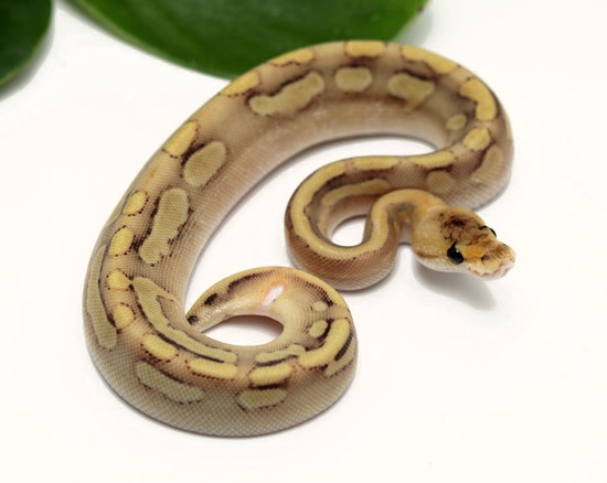 Champagne Leopard Enchi Ball Python by Dynasty Reptiles
