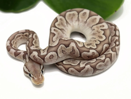 Bamboo Pastel Ball Python by Dynasty Reptiles