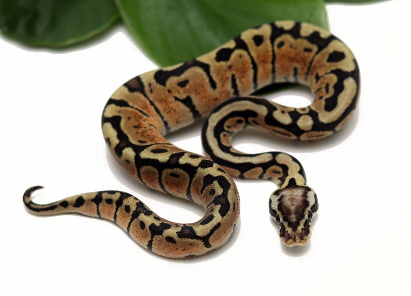 Pastel Woma Ball Python by Dynasty Reptiles - MorphMarket