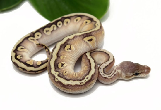 HGW Pastave Ball Python by Dynasty Reptiles