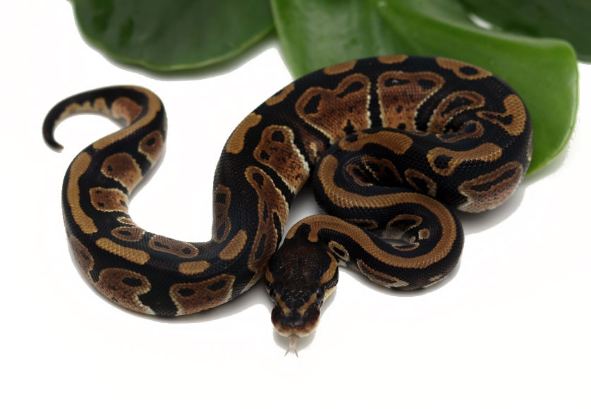 Het Pied Ball Python by Dynasty Reptiles - MorphMarket
