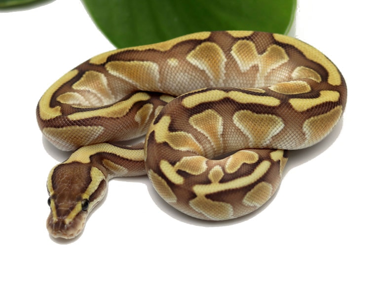 Enchi Butter Ball Python by Dynasty Reptiles - MorphMarket