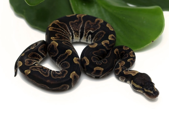 GHI Ball Python by Dynasty Reptiles