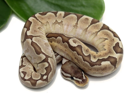 Bamboo Ball Python by Dynasty Reptiles