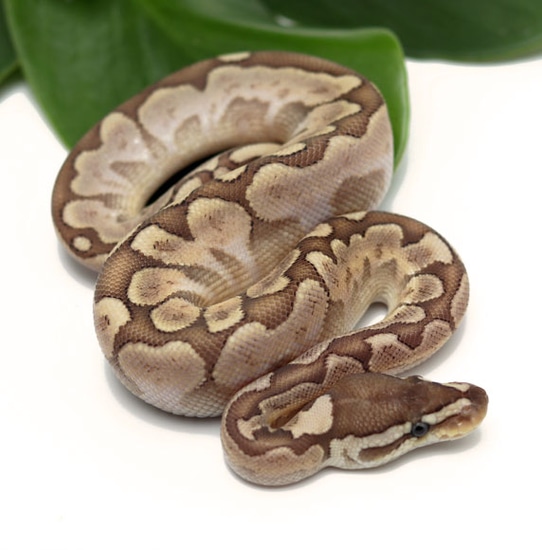 Bamboo Ball Python by Dynasty Reptiles
