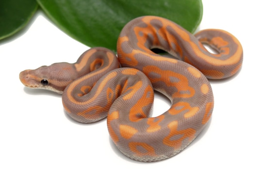 Banana Leopard Cinnamon Ball Python by Dynasty Reptiles