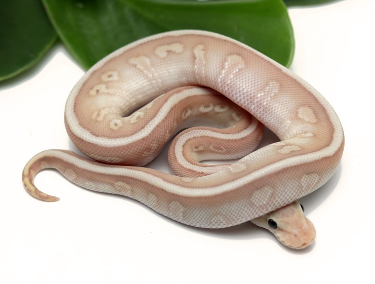 Banana Soul Sucker Ball Python by Dynasty Reptiles - MorphMarket