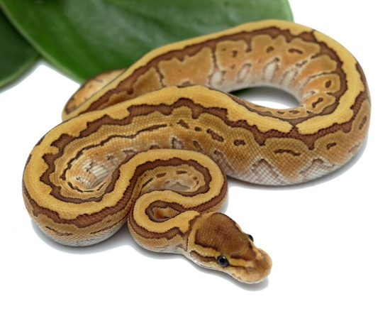 Kingpin Ball Python by Dynasty Reptiles