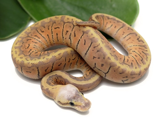 Super Blast Ball Python by Dynasty Reptiles