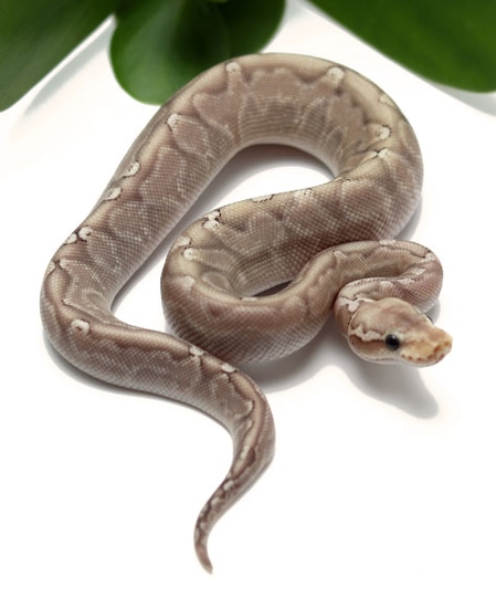 Bamboo GHI Pastel Ball Python by Dynasty Reptiles