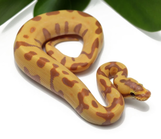 Banana Leopard Super Enchi Ball Python by Dynasty Reptiles