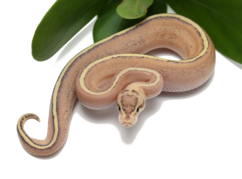 Puma Ball Python by Dynasty Reptiles - MorphMarket