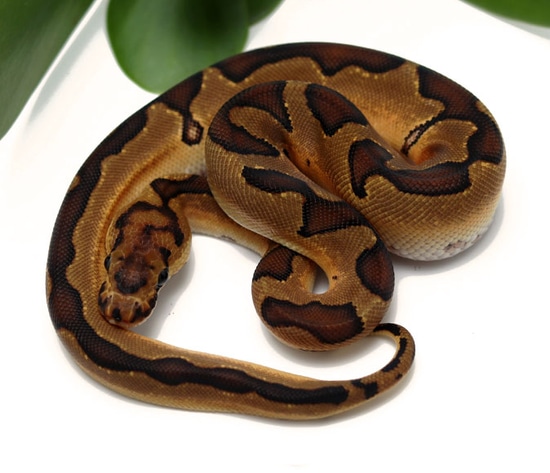 Clown Enchi Ball Python by Dynasty Reptiles