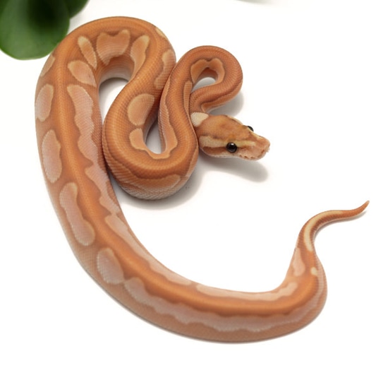 Banana Enchi Cinnamon Butter Calico Ball Python by Dynasty Reptiles
