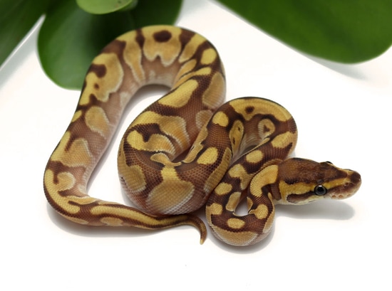 Enchi Butter Ball Python by Dynasty Reptiles