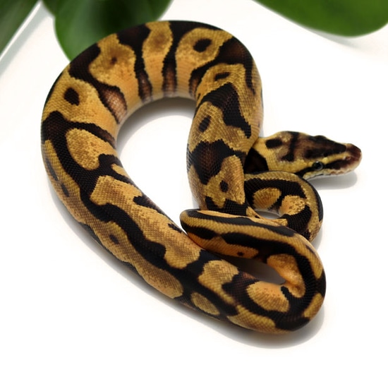 Leopard Enchi Pastel Ball Python by Dynasty Reptiles