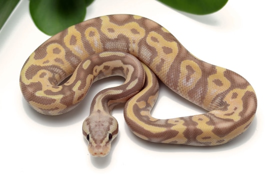 Banana Leopard Pastel Ball Python by Dynasty Reptiles