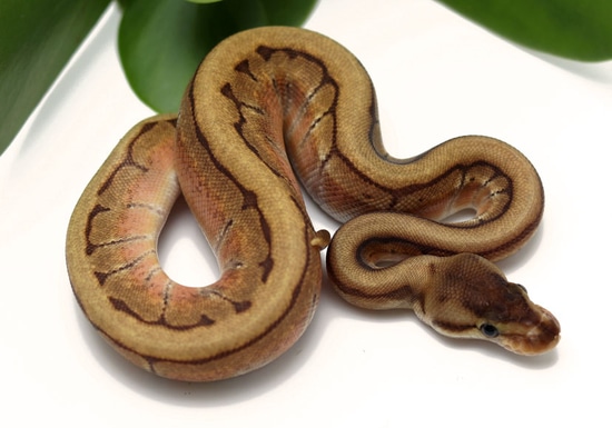 HGW Enchi Pin Ball Python by Dynasty Reptiles
