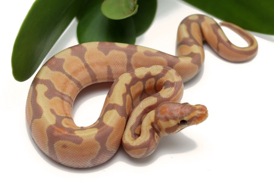 Banana Enchi Ball Python by Dynasty Reptiles