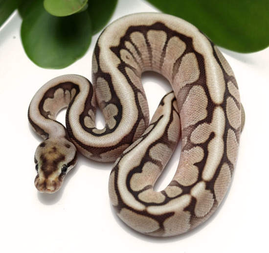 Mahogany Butter Bee Ball Python by Dynasty Reptiles