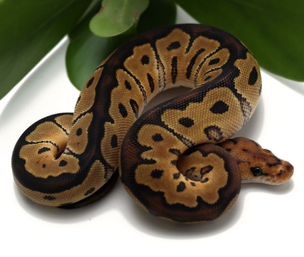 Ghi Hgw Ball Python by Dynasty Reptiles - MorphMarket