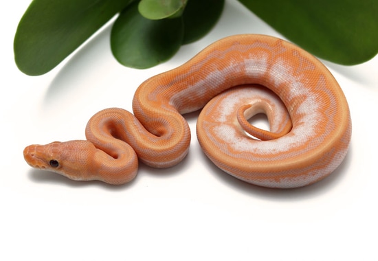 Banana Cinnamon Pin Calico Ball Python by Dynasty Reptiles