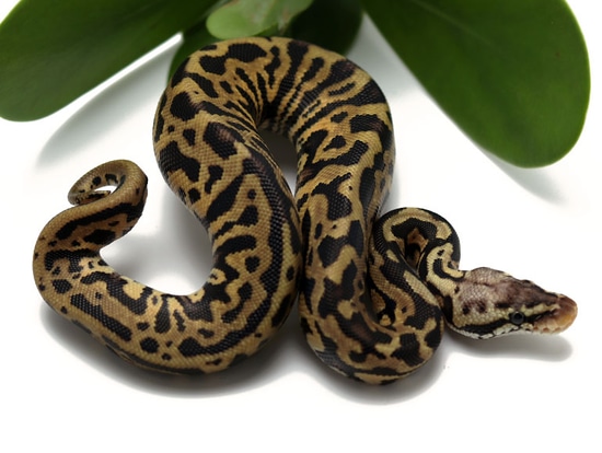 Leopard Spotnose HGW Pastel Ball Python by Dynasty Reptiles