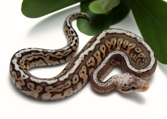 Super Pastel HGW Spotnose Ball Python by Dynasty Reptiles