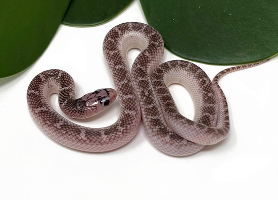 Axanthic White Sided Florida Kingsnake by Dynasty Reptiles