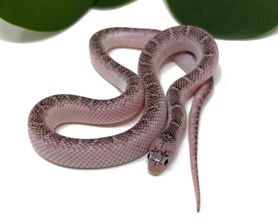 Axanthic White Sided Florida Kingsnake by Dynasty Reptiles
