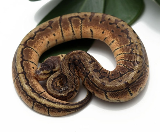 Lemonblast Ball Python by Dynasty Reptiles