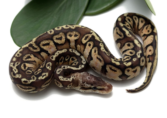 HGW Pastel Ball Python by Dynasty Reptiles