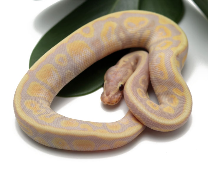 Super Banana Spotnose Ball Python by Dynasty Reptiles - MorphMarket