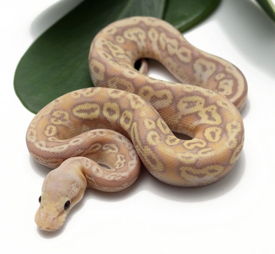 Banana HGW Pastel Ball Python by Dynasty Reptiles