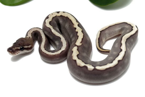 GHI HGW Pastave Ball Python by Dynasty Reptiles