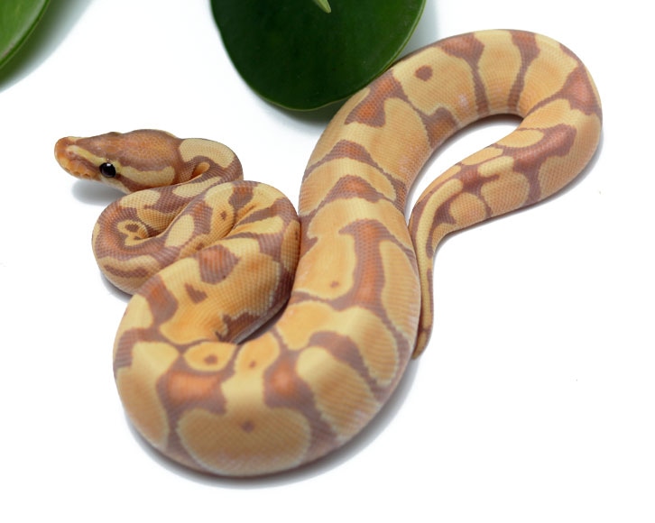 Banana Enchi Ball Python by Dynasty Reptiles - MorphMarket