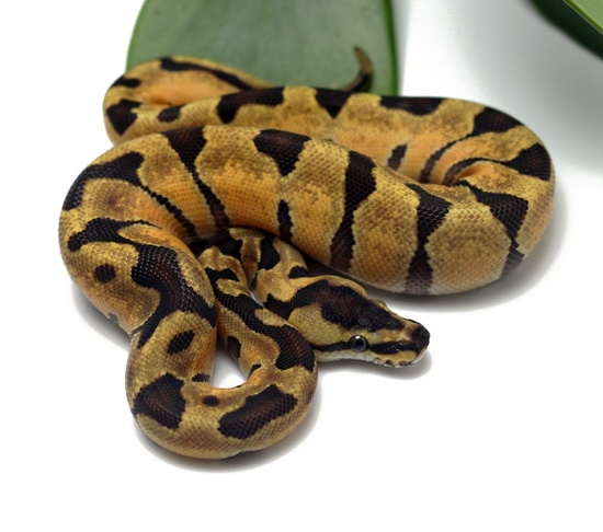 Super Enchi Ball Python by Dynasty Reptiles
