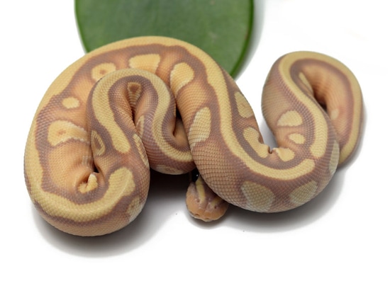 Banana Mojave Ball Python by Dynasty Reptiles