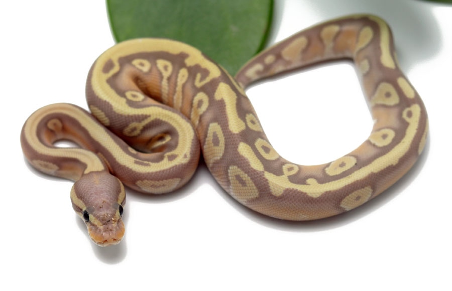 Banana Mojave Ball Python by Dynasty Reptiles - MorphMarket