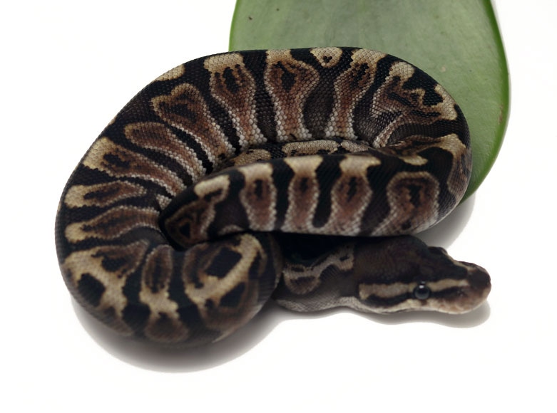 Ghi Hgw Ball Python by Dynasty Reptiles - MorphMarket