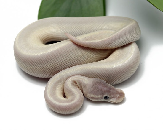 Blue Eye Leucistic Poss GHI Ball Python by Dynasty Reptiles