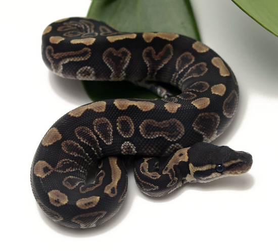 GHI Het Russo Ball Python by Dynasty Reptiles