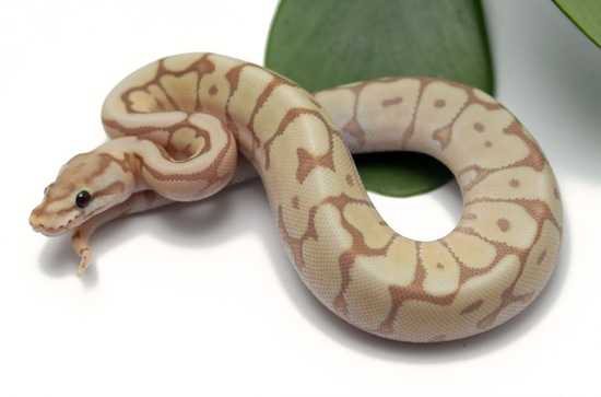 Banana Mojave Spider Ball Python by Dynasty Reptiles