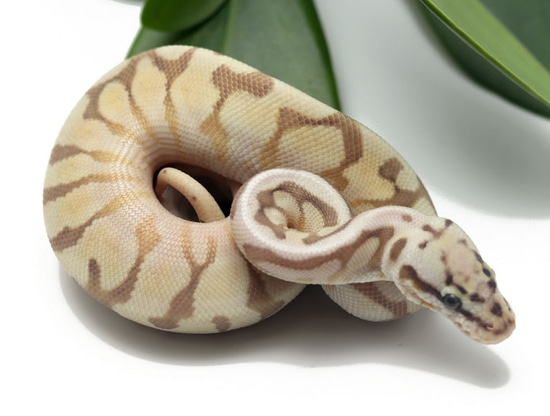 Queen Bee Enchi Ball Python by Dynasty Reptiles