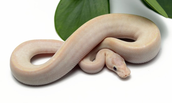 Banana Ivory Ball Python by Dynasty Reptiles
