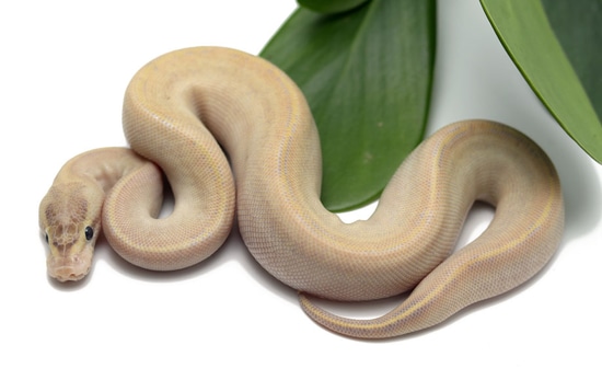 Ivory Ball Python by Dynasty Reptiles
