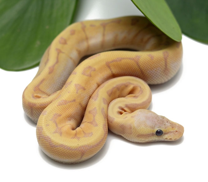 Banana Lemonblast Enchi Ball Python by Dynasty Reptiles - MorphMarket